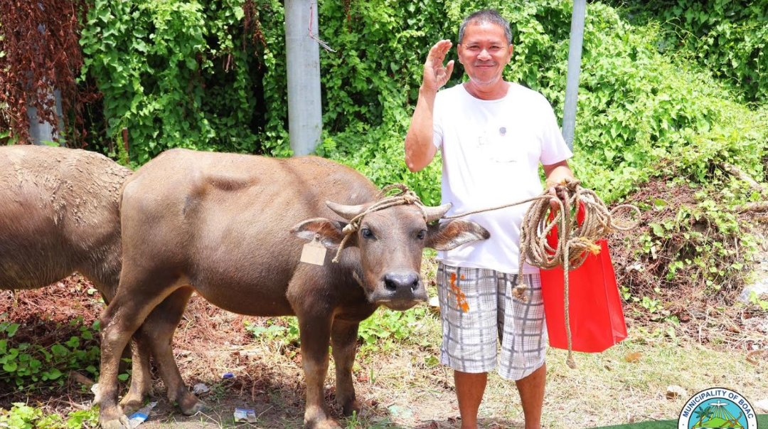 32 kalabaw, ipinamahagi sa mga magsasaka sa Boac, Marinduque – Pinoy ...